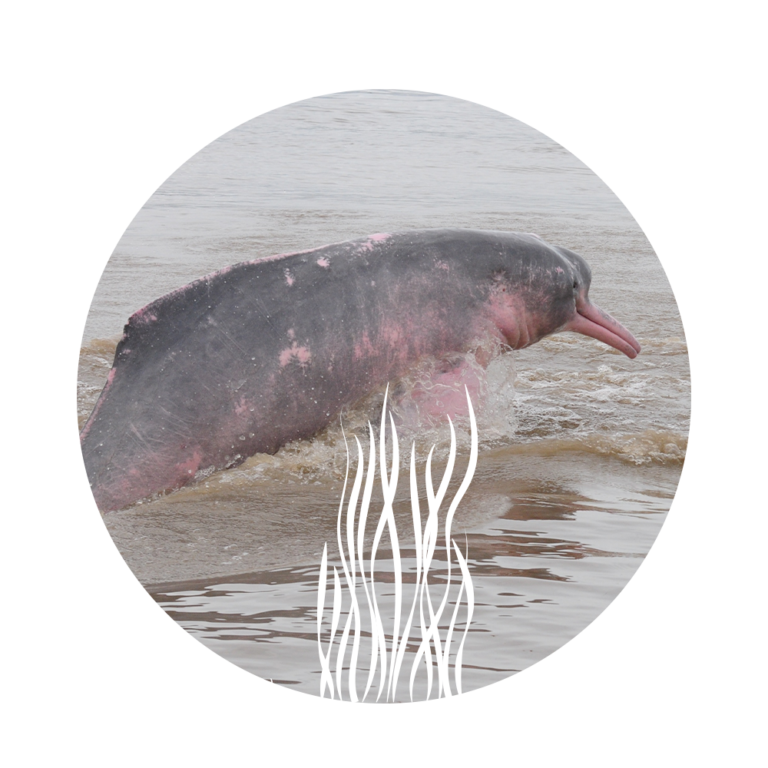 Dolphin species in South America – WWF`s Site