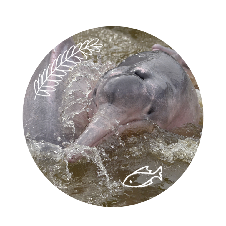 Dolphin species in South America – WWF`s Site