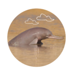 River dolphins in the world – WWF`s Site