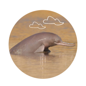 River dolphins in the world – WWF`s Site